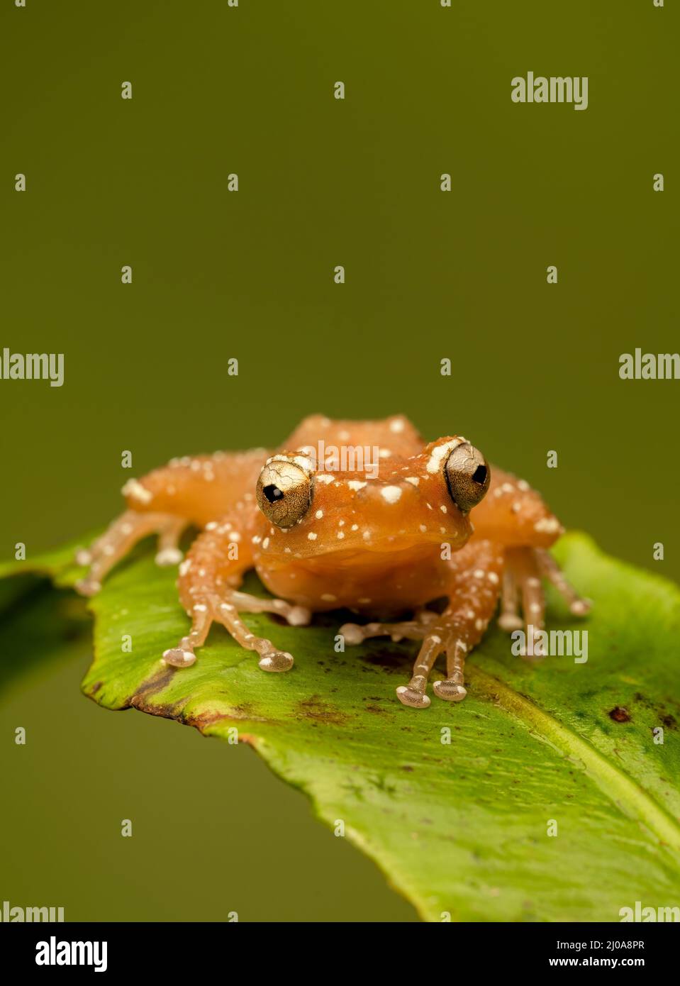 Painted indonesian tree frog hi-res stock photography and images - Alamy