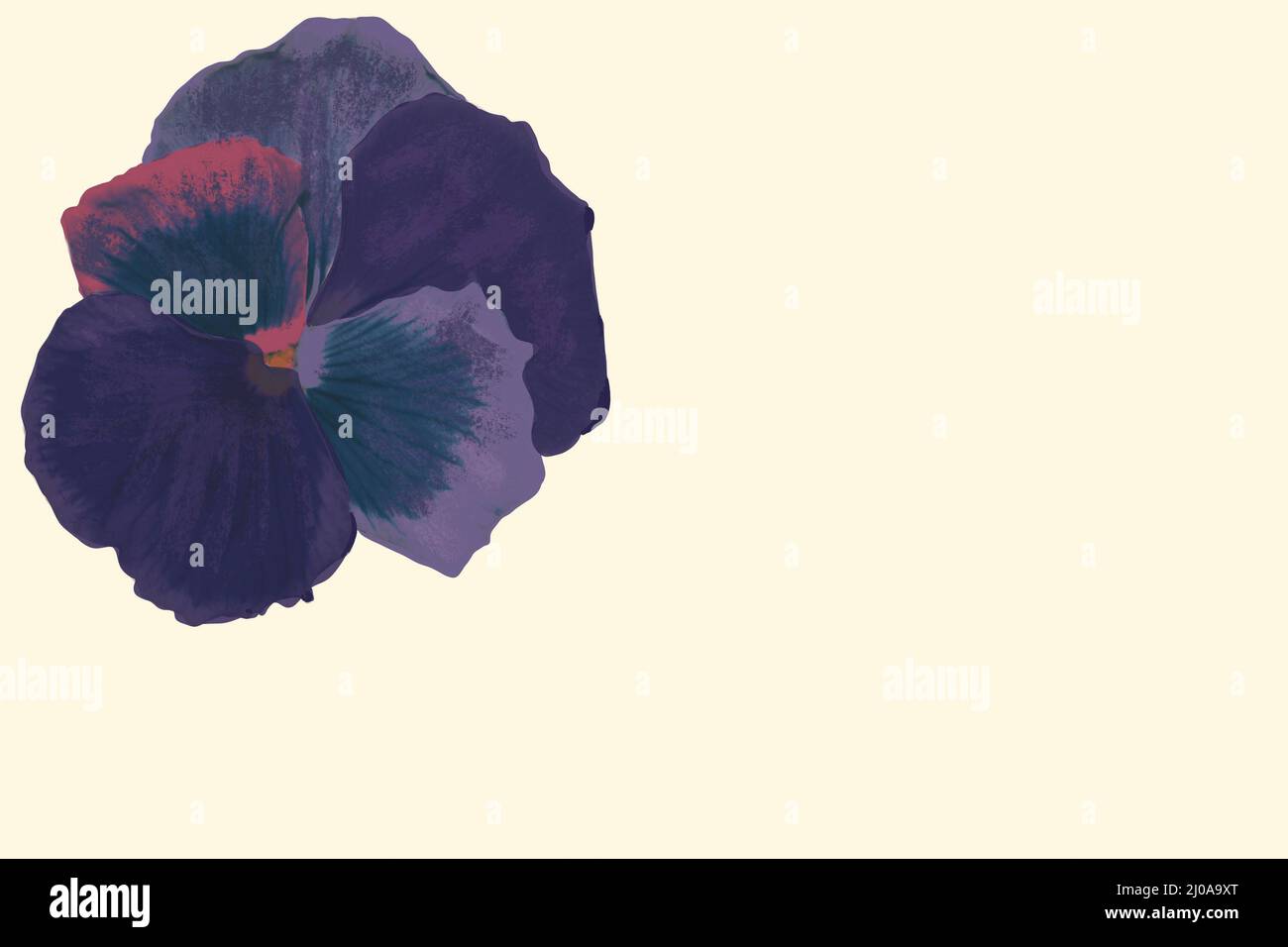 A hand drawn and inked pansy flower illustration Stock Photo - Alamy