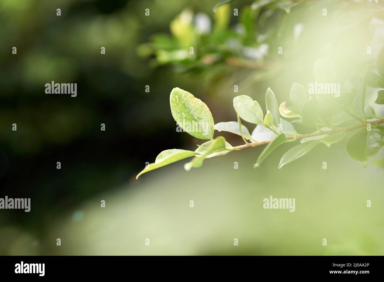 Real plants hi-res stock photography and images - Alamy