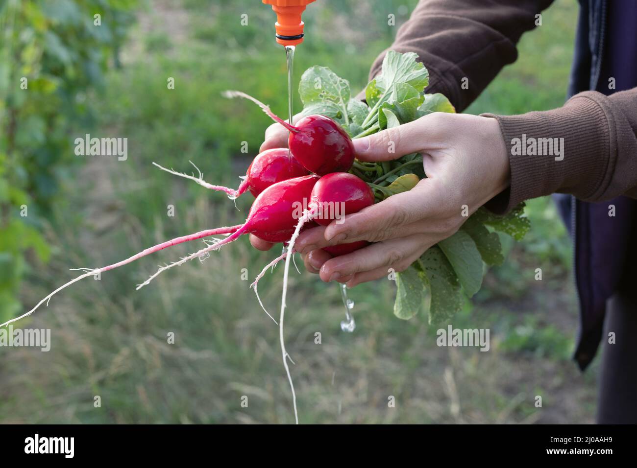 Hands wash radish under water hi-res stock photography and images - Alamy