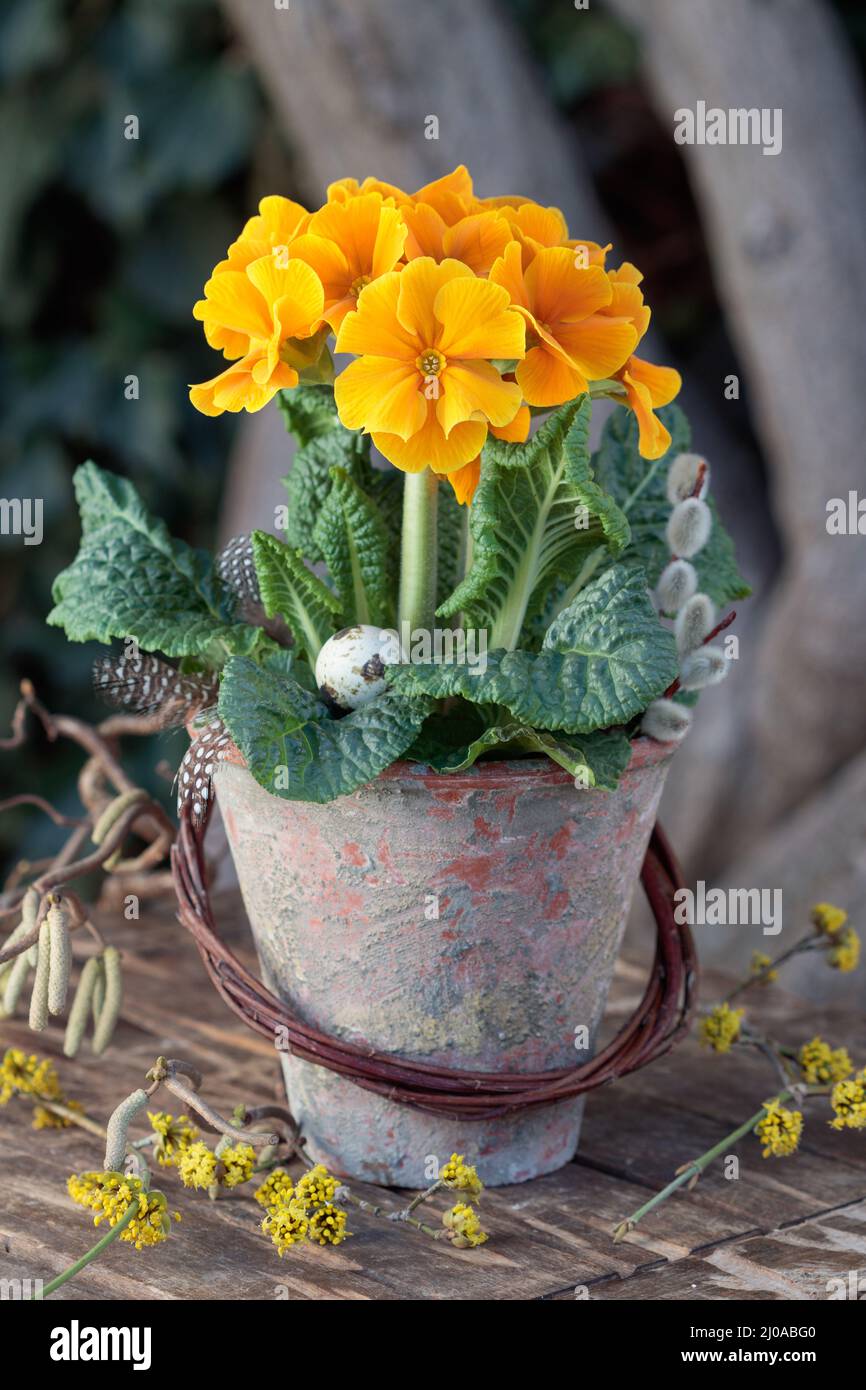 orange primrose in vintage terracotta pot in garden Stock Photo - Alamy