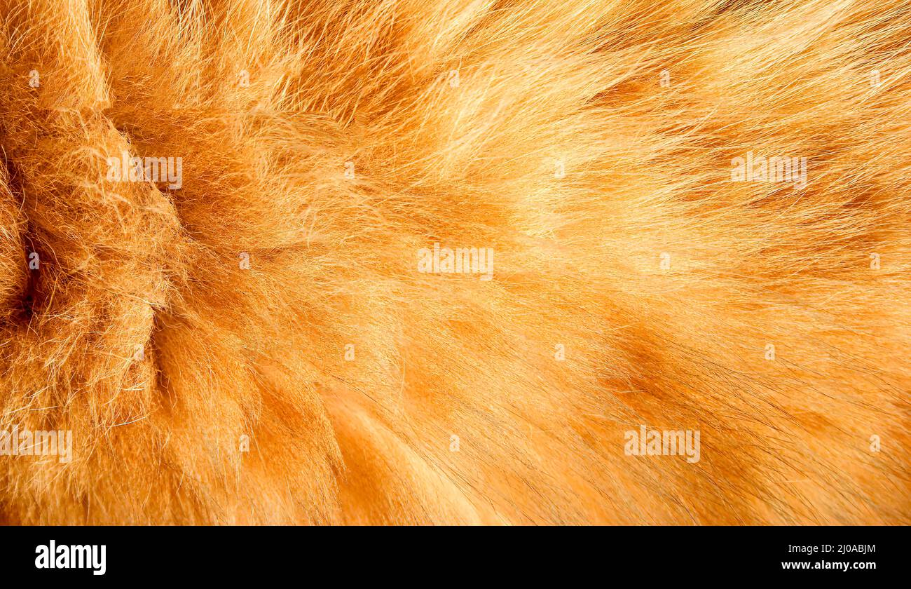 Soft fluffy hair texture of a fox skin Stock Photo - Alamy
