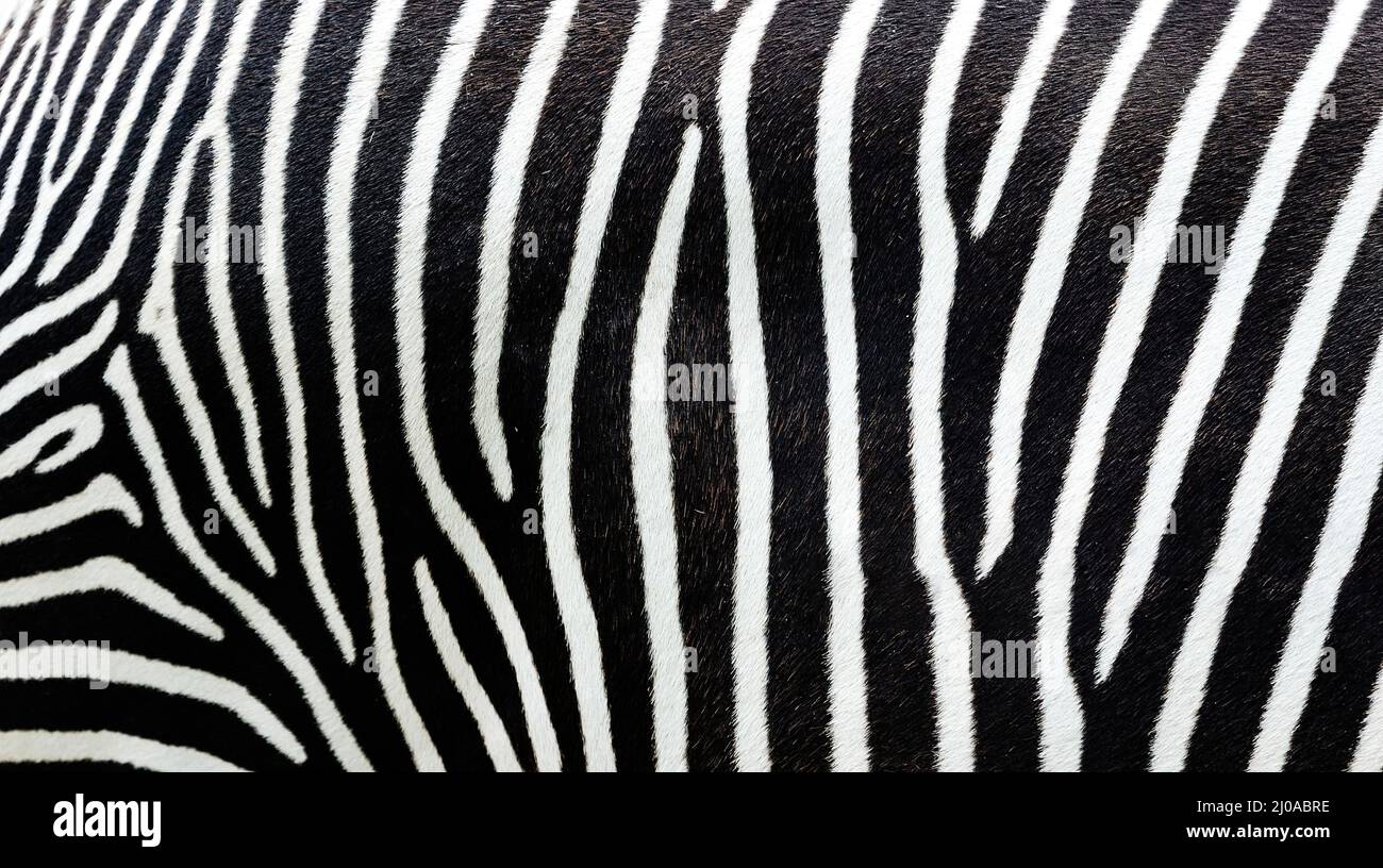 Stripped hairy pattern or texture of a Zebra Stock Photo - Alamy