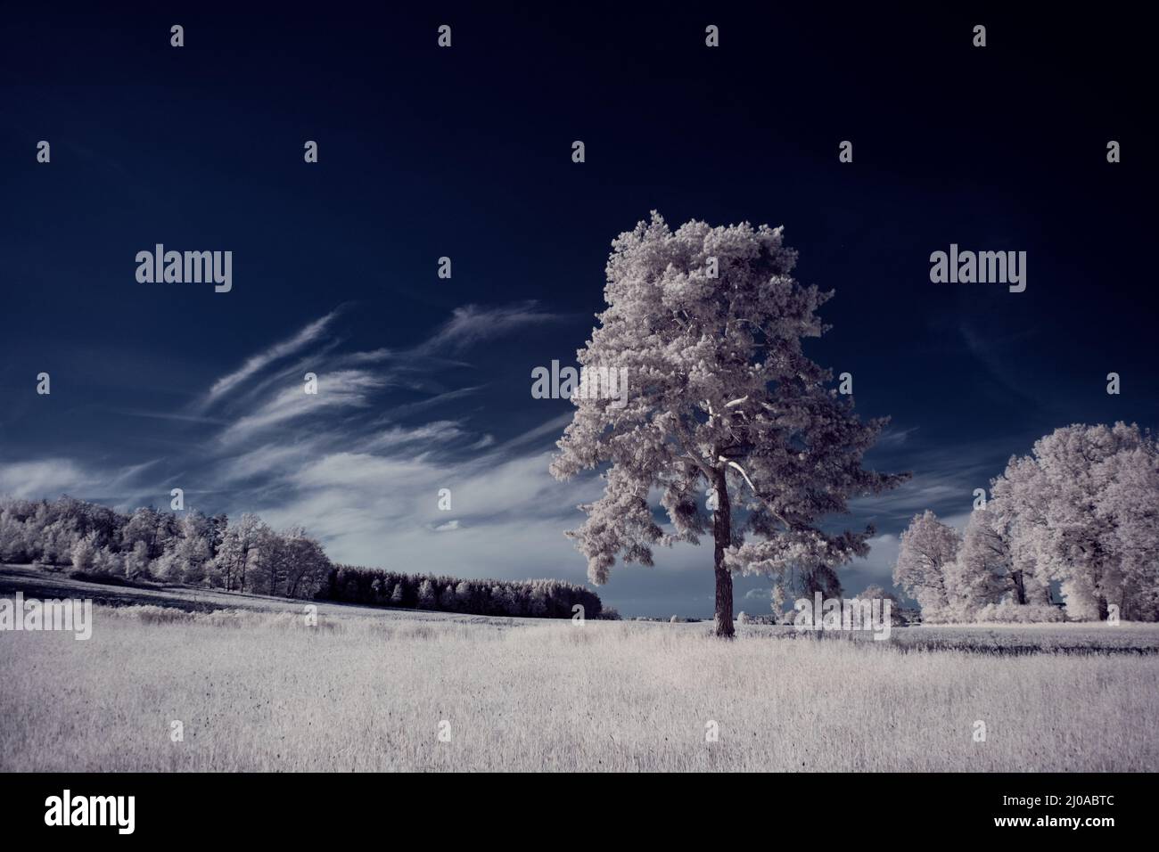 Chilling view of snow-covered trees in the countryside during winter ...