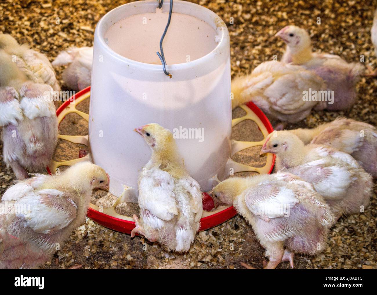 Broiler hen hi-res stock photography and images - Alamy