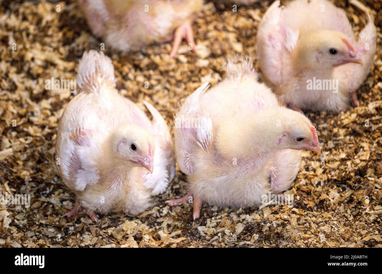 Broiler chickens hi-res stock photography and images - Alamy