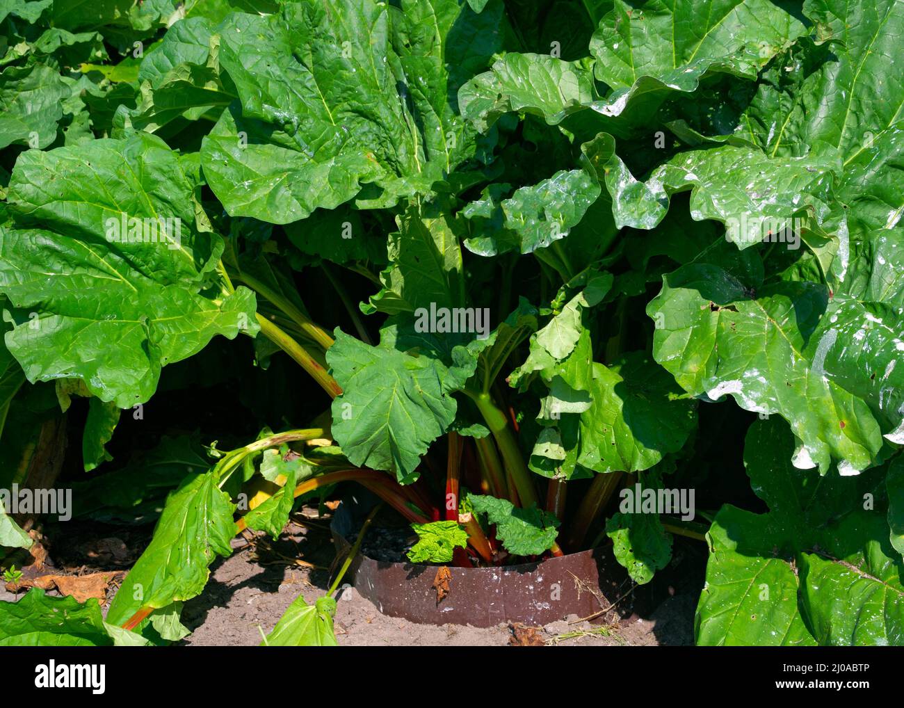 Large beautiful green rhubarb bush in the garden Stock Photo - Alamy