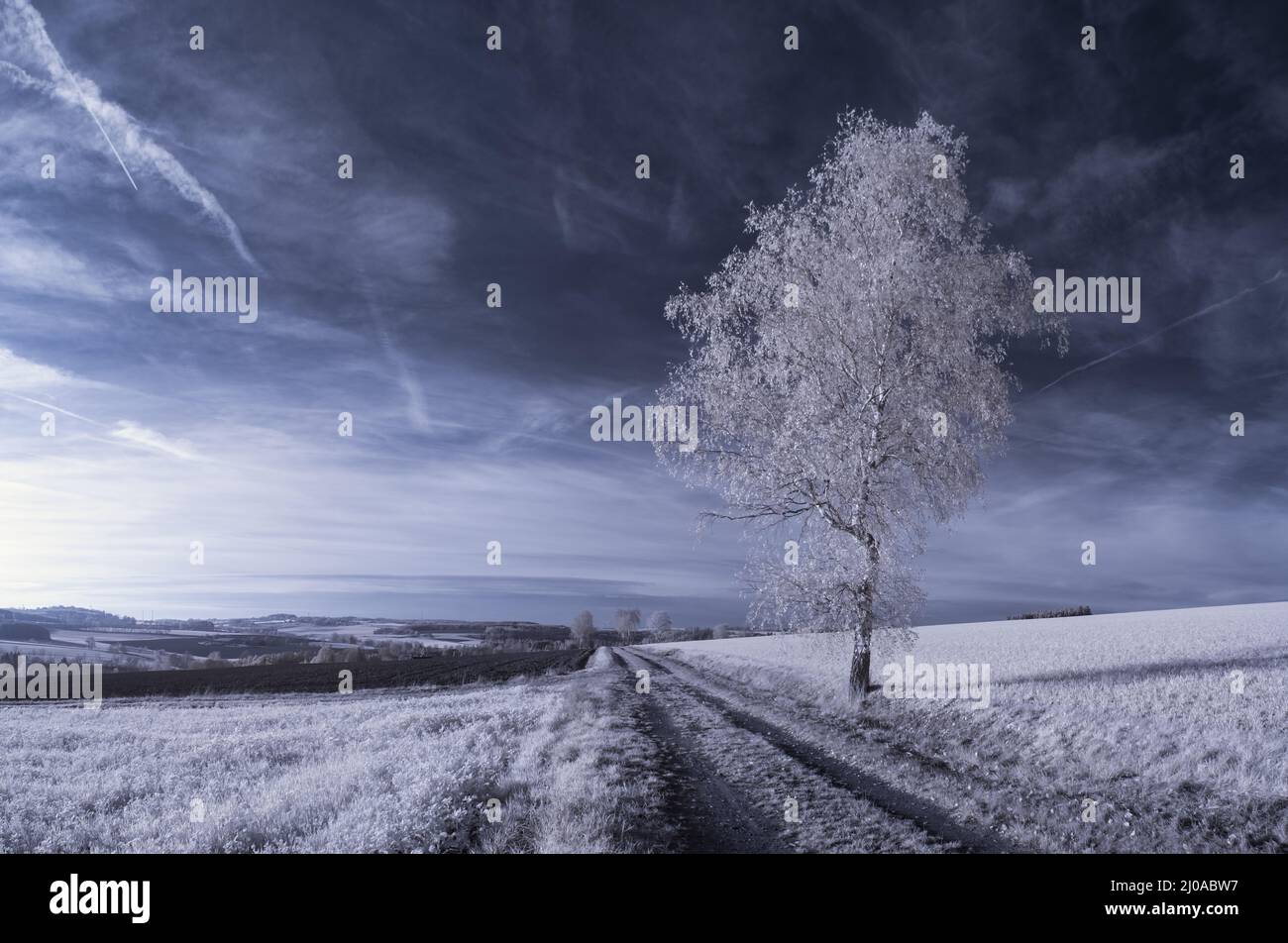 Chilling view of snow-covered trees in the countryside during winter ...