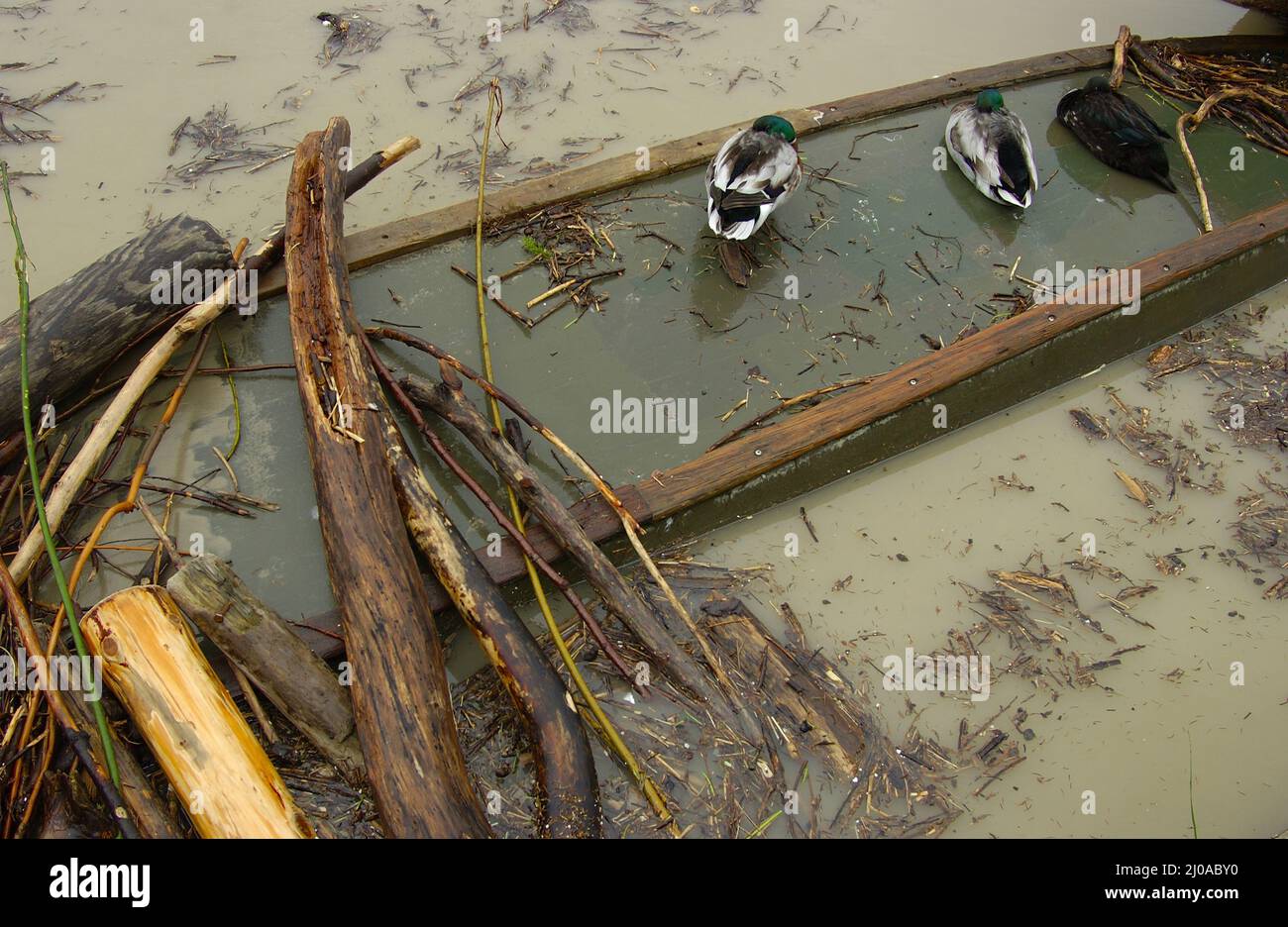 Weidling hi-res stock photography and images - Alamy