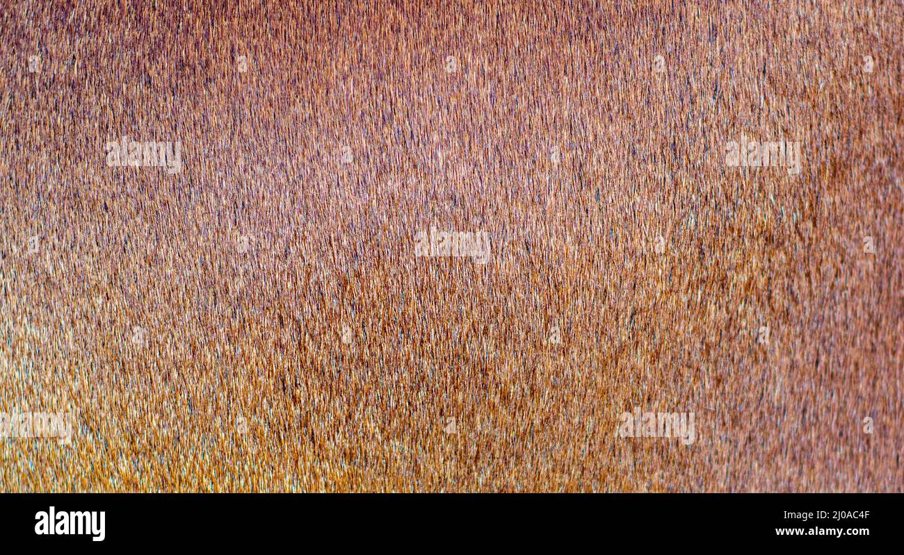 Close up of bull hide texture Stock Photo - Alamy