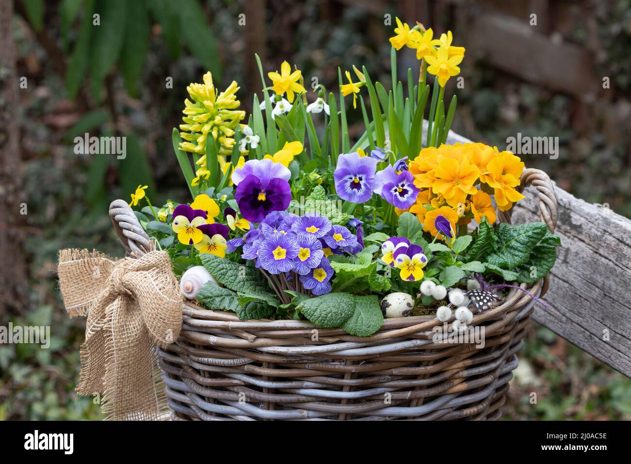 purple and yellow spring flowers in basket in garden Stock Photo - Alamy