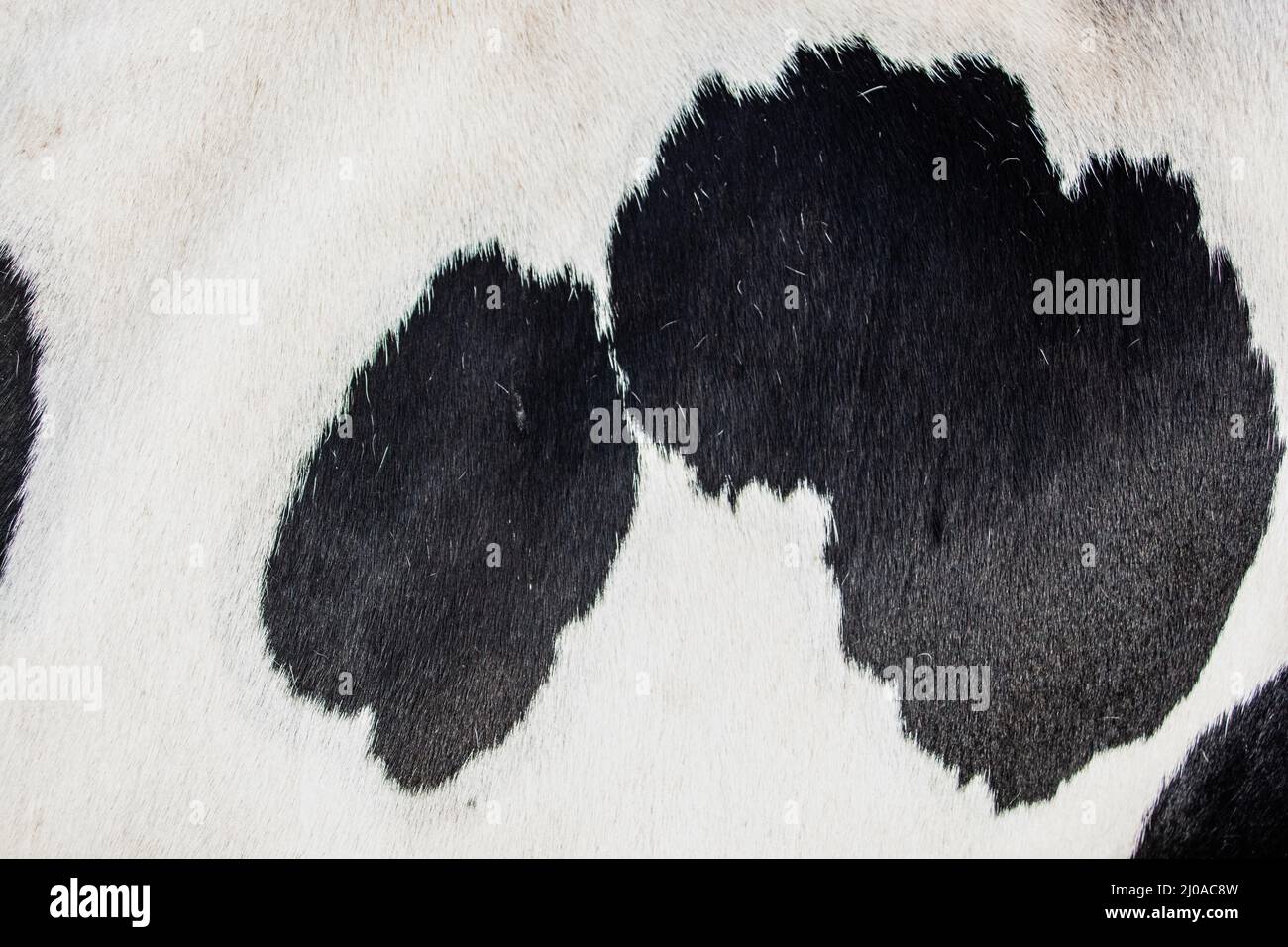 Cow skin pattern hi-res stock photography and images - Alamy