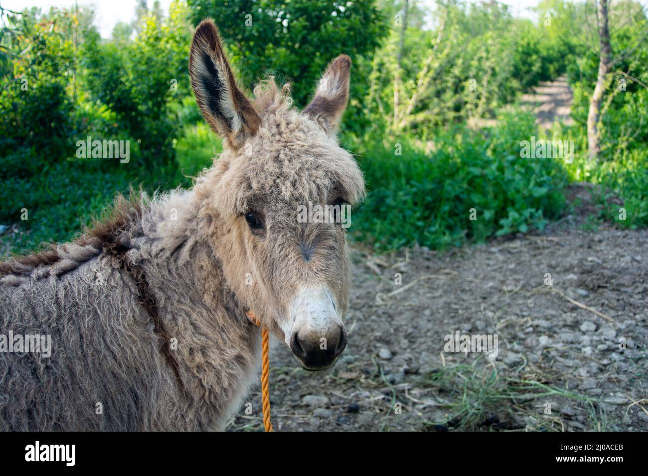A young donkey in the village farm Stock Photo - Alamy