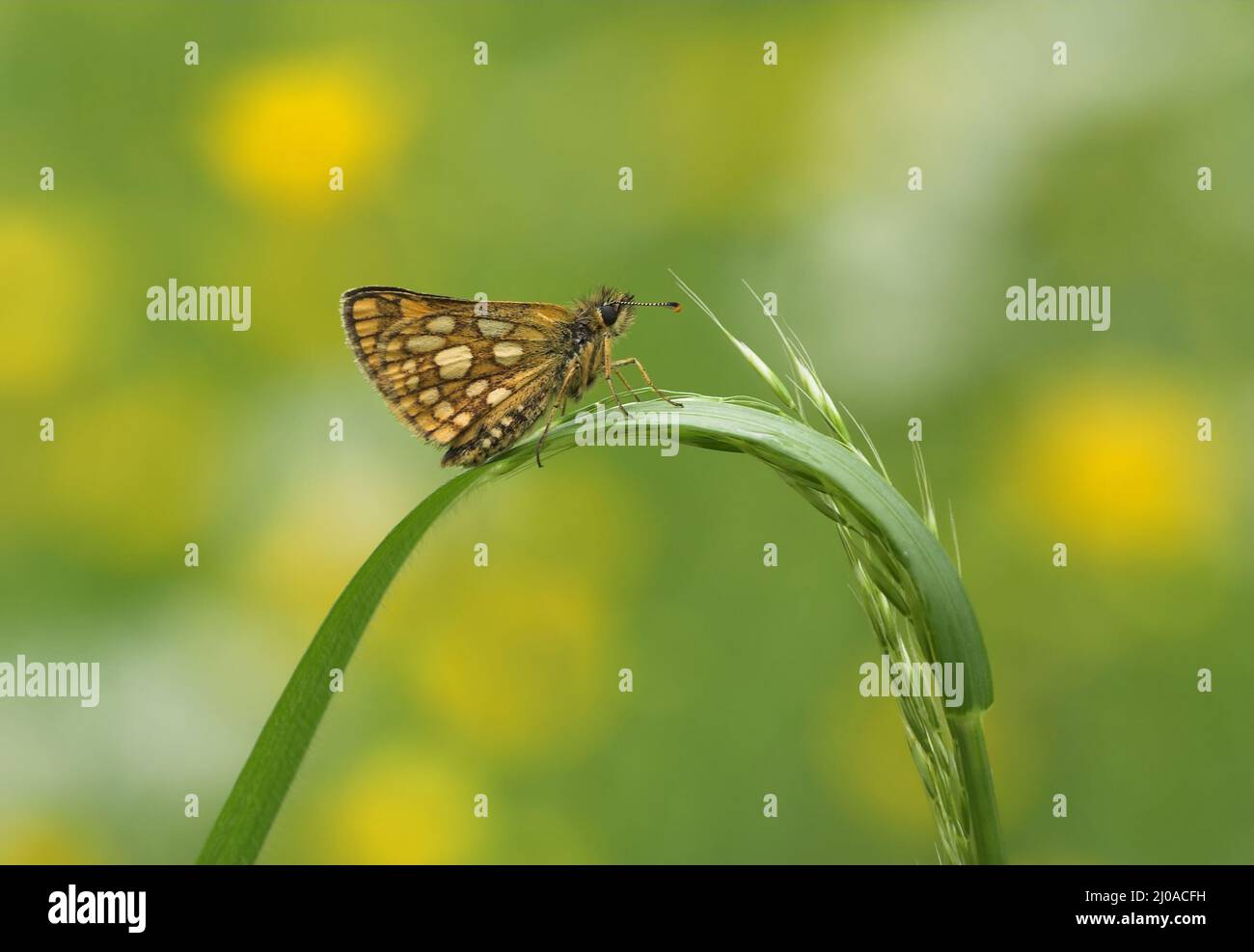 Spring herald hi-res stock photography and images - Alamy