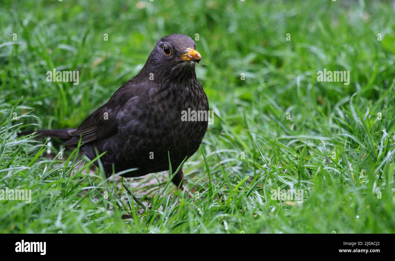 Blackbird turdus merula turdidae hi-res stock photography and images ...