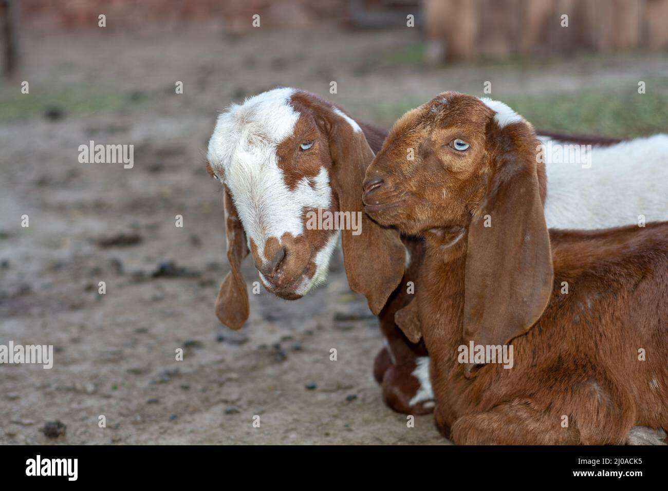 Baby goat mother hi-res stock photography and images - Alamy