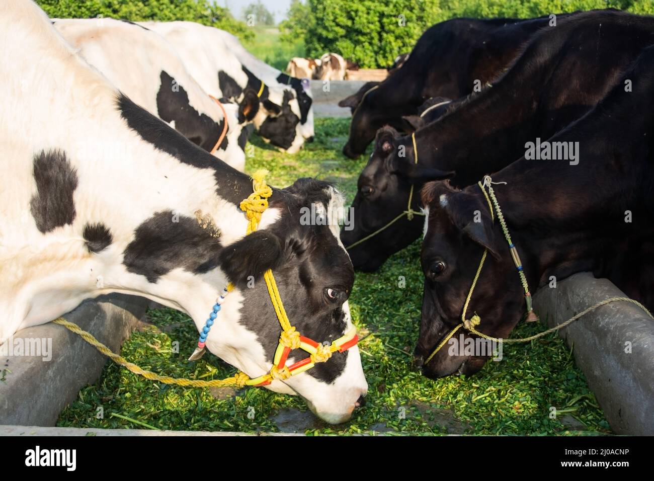 Cows are eating in a row at farmhouse Stock Photo - Alamy