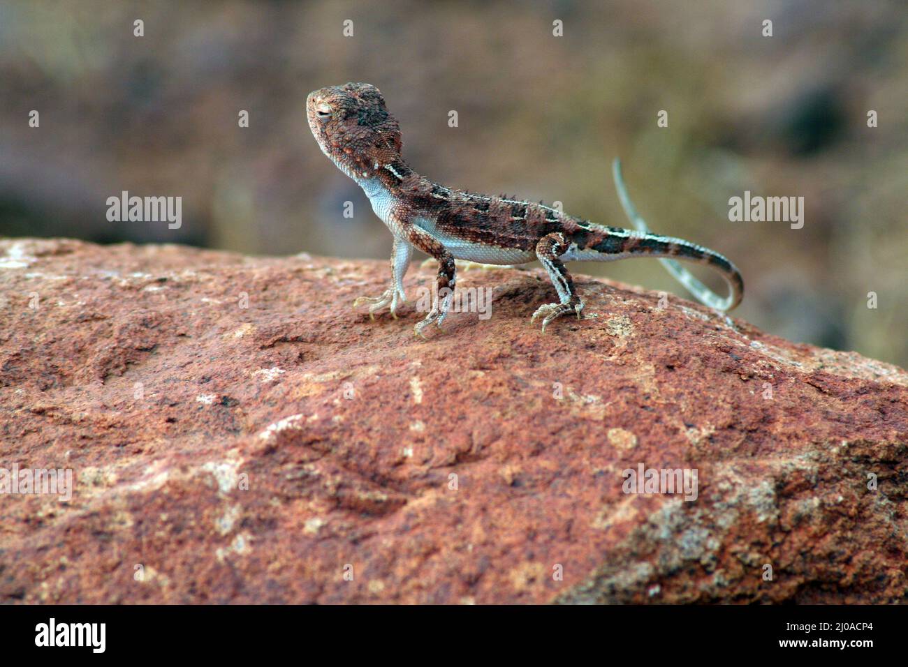 Agame hi-res stock photography and images - Alamy