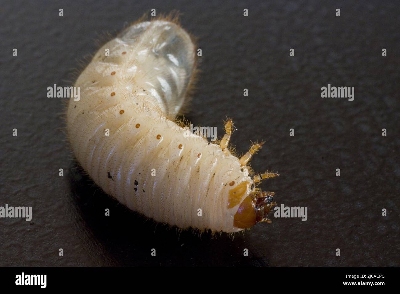 May bug larva Stock Photo - Alamy