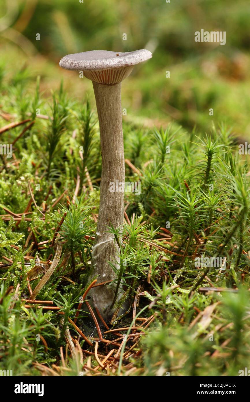 Forest hopper hi-res stock photography and images - Alamy