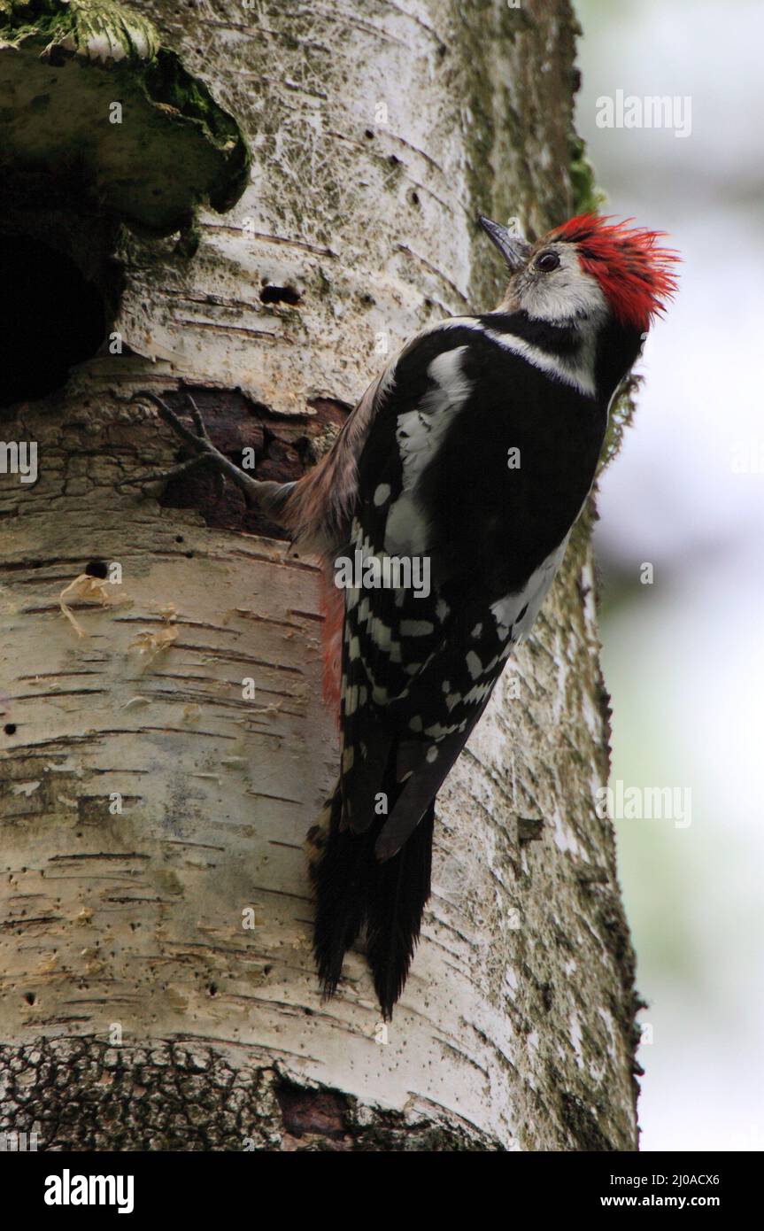 Middle Spotted Woodpecker, Dendrocopus medius Stock Photo - Alamy
