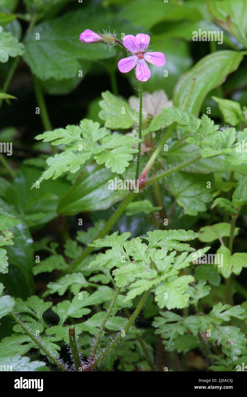 Ruprecht robertianum herb, Geranium, Red Robin Stock Photo - Alamy