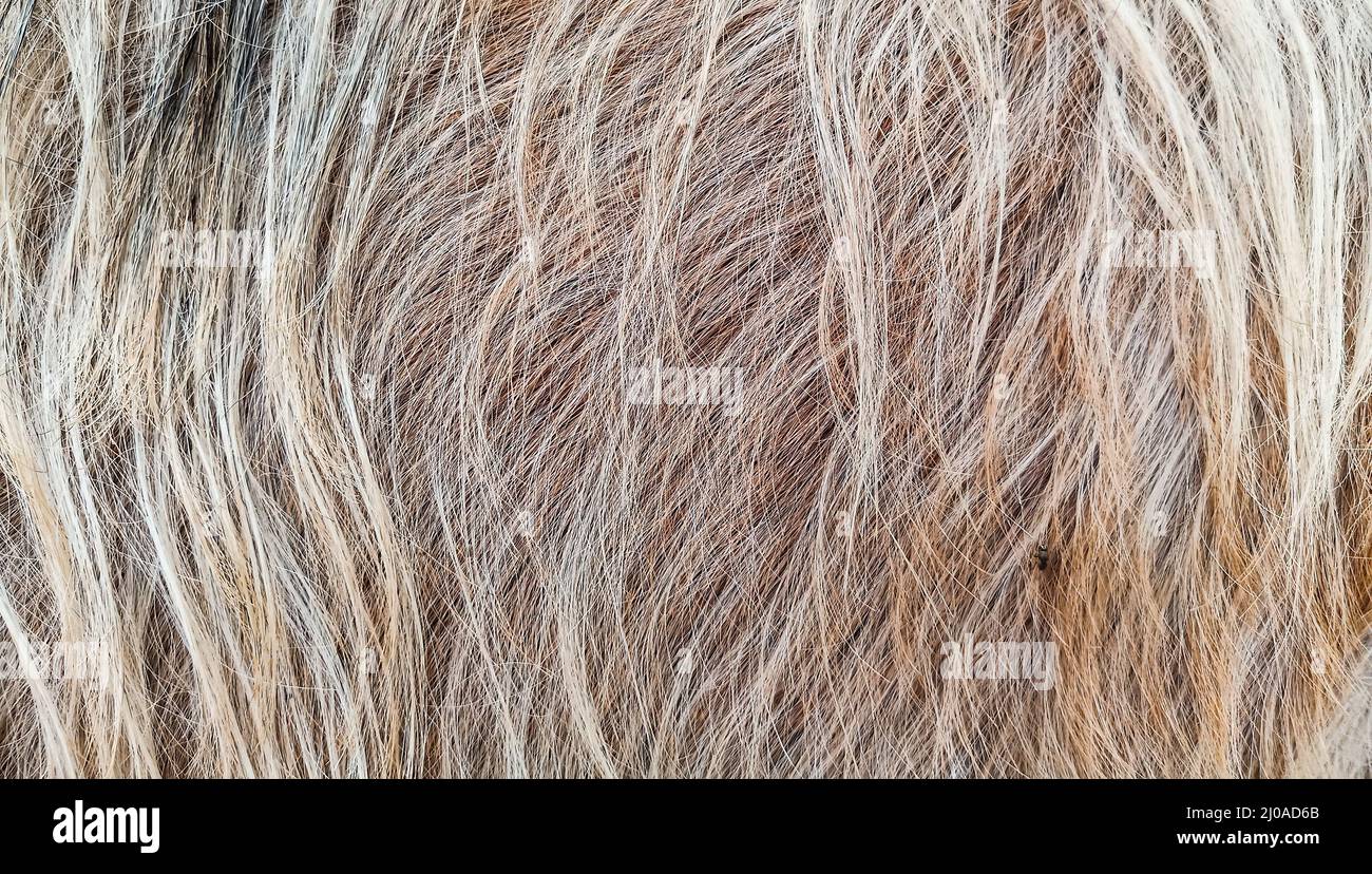 Goat hair texture hi-res stock photography and images - Alamy