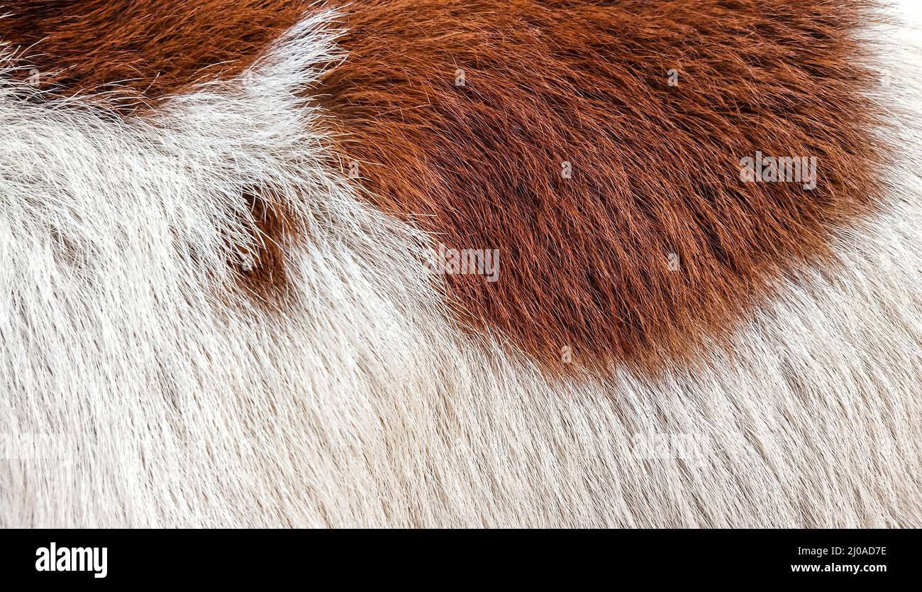 Hairy texture of a fur Stock Photo - Alamy