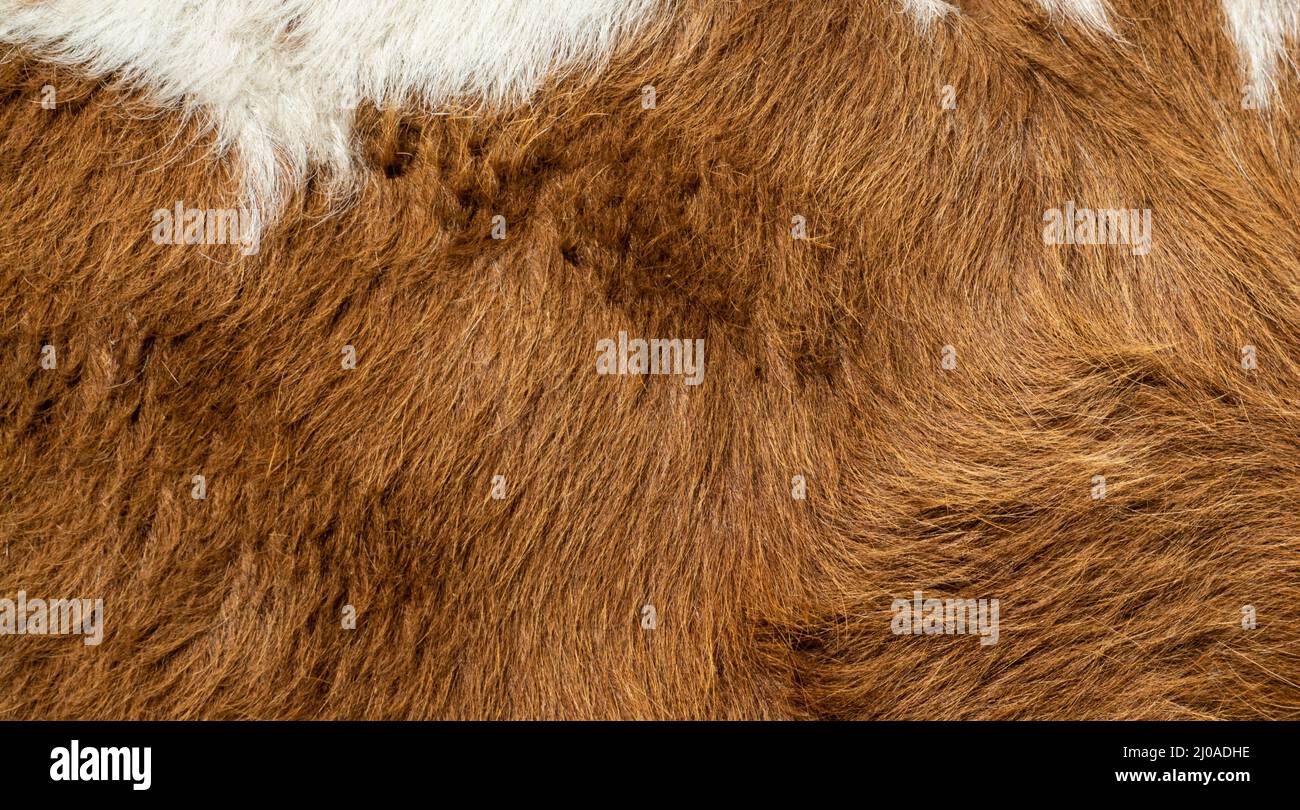 Hairy texture background of a cowhide Stock Photo - Alamy