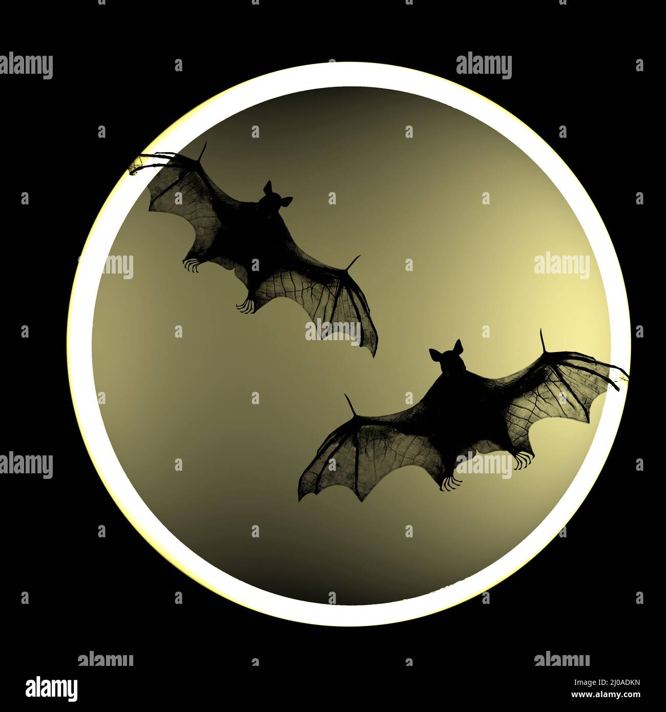 Bat bird wing hi-res stock photography and images - Alamy