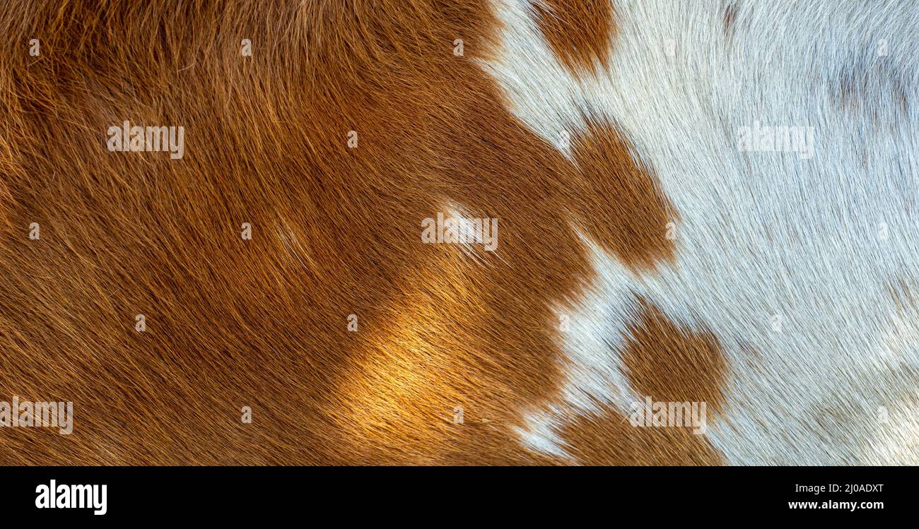 Skin of a bull hi-res stock photography and images - Alamy