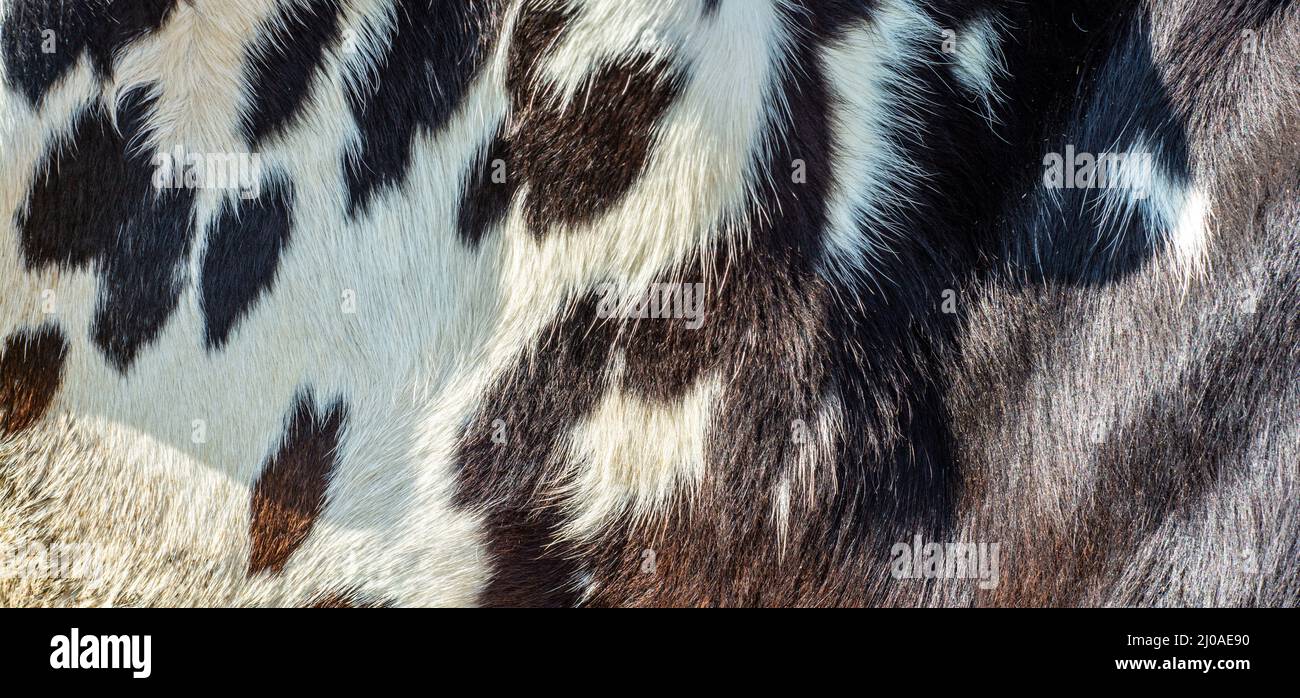 Fur pattern hi-res stock photography and images - Alamy