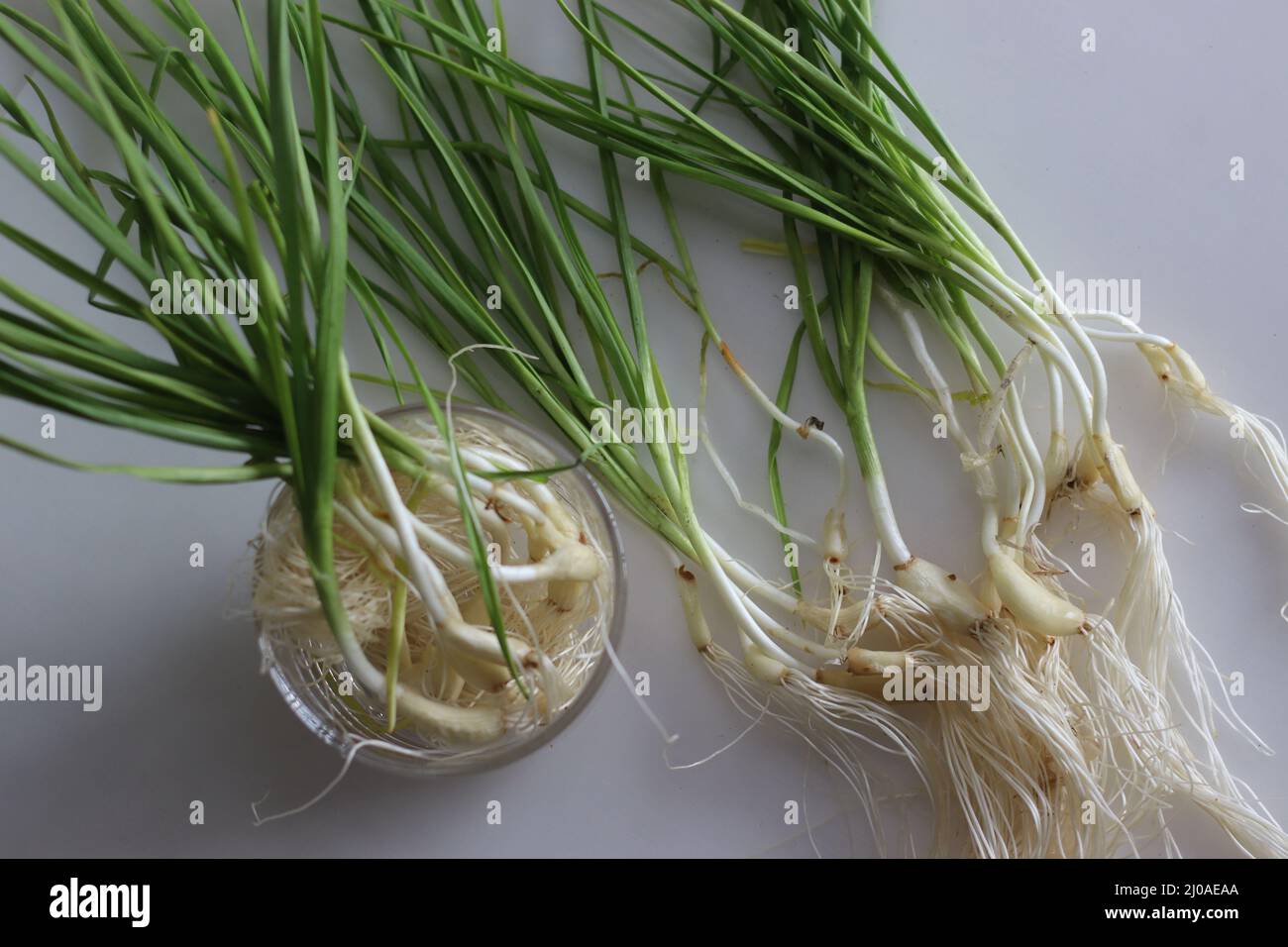 Blub plants hi-res stock photography and images - Alamy