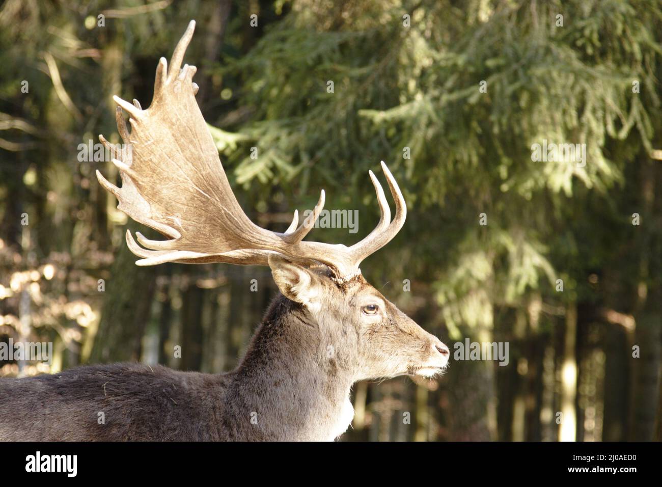 Deer detail hi-res stock photography and images - Alamy