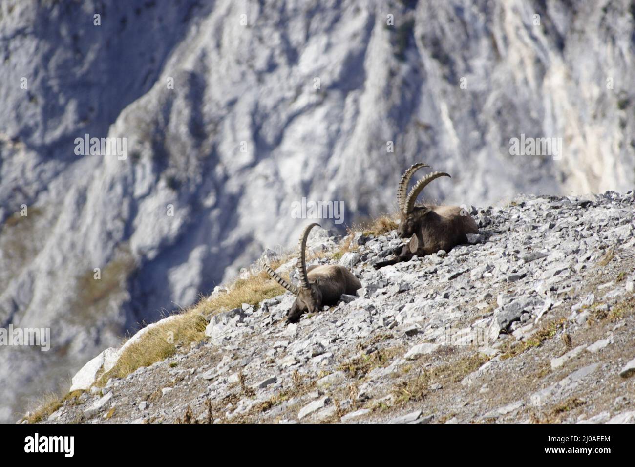 Ibex hunting hi-res stock photography and images - Alamy