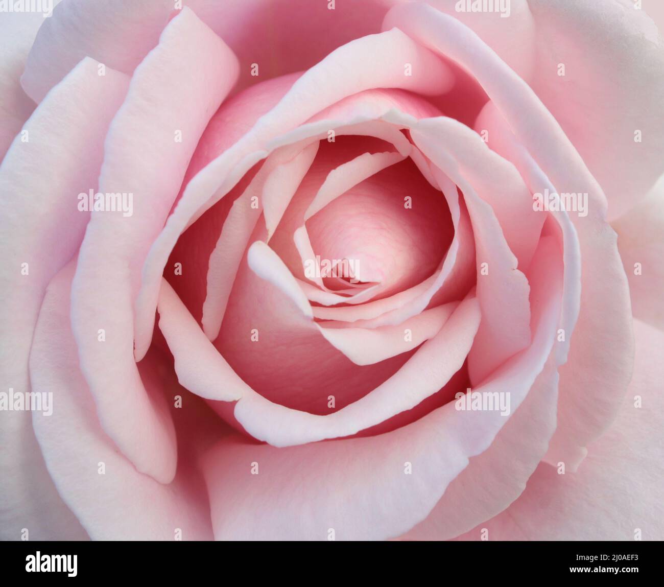 Declaration of love Stock Photo - Alamy