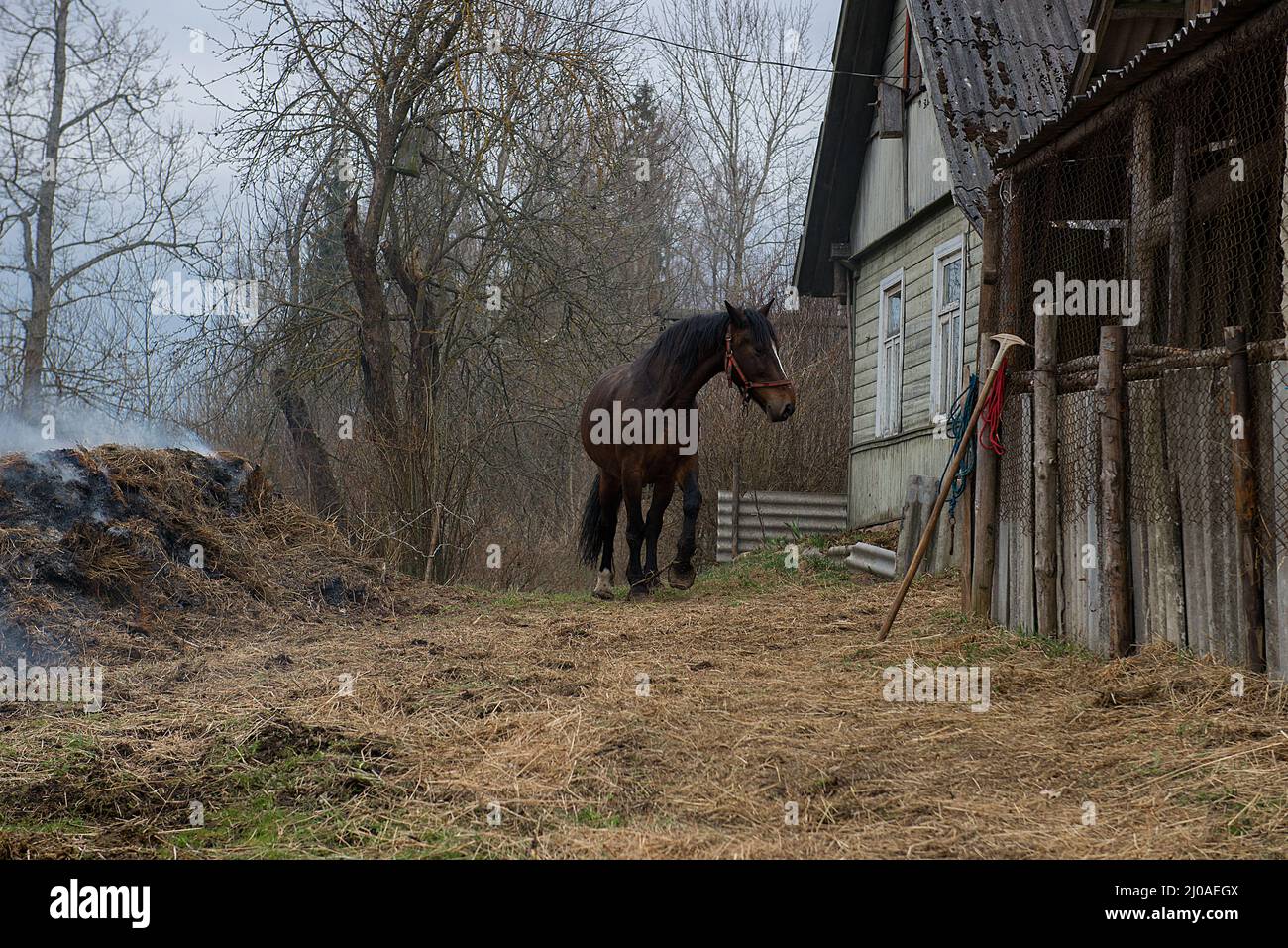 Adult brown horse walking on a field near barns in a ranch Stock Photo ...