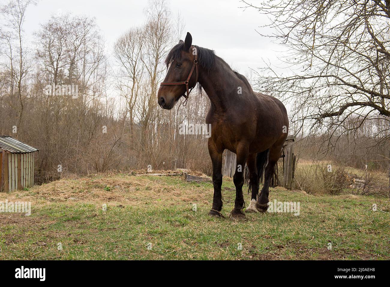 Adult brown horse walking on a field near barns in a ranch Stock Photo ...