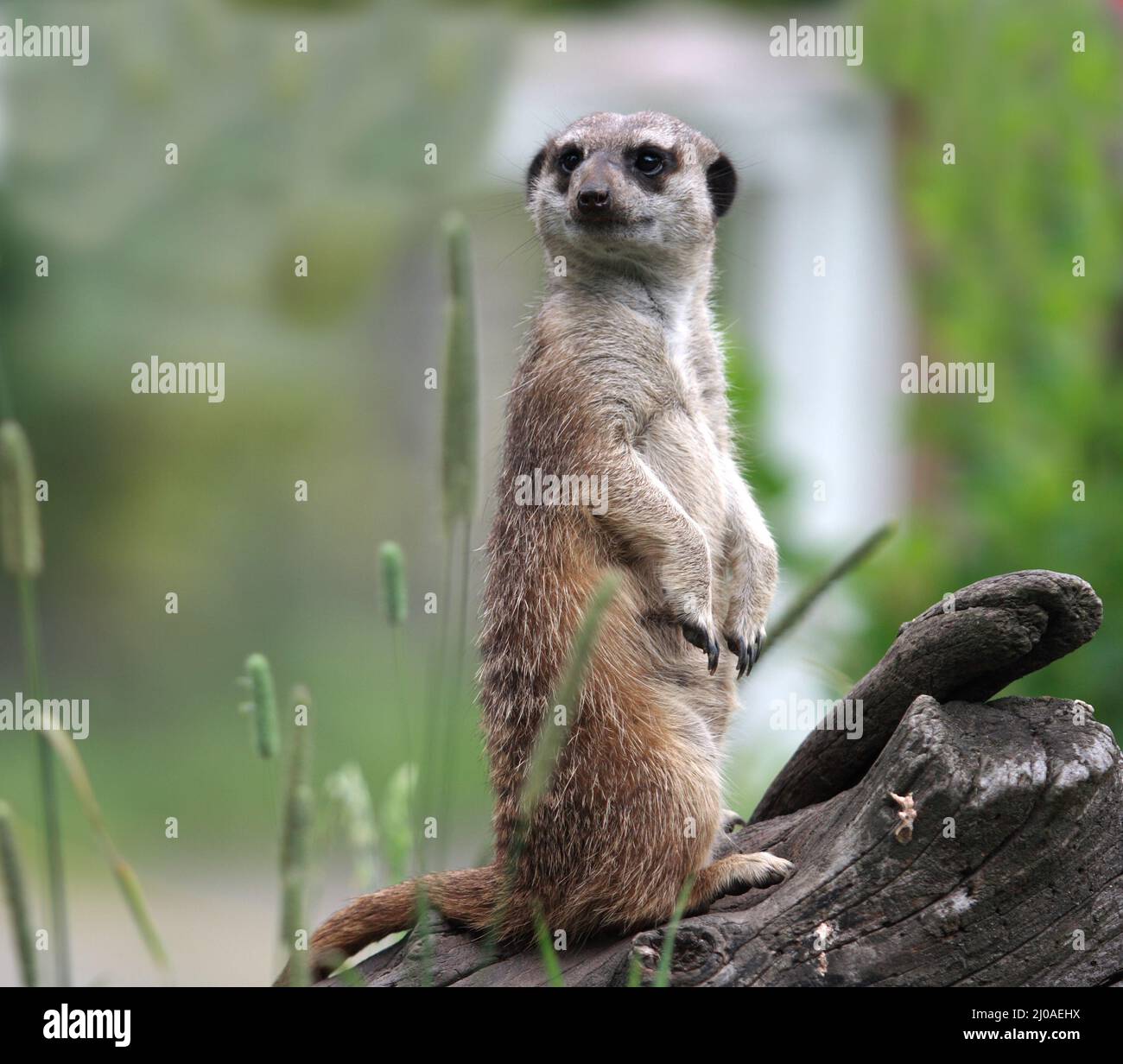Adorable suricata hi-res stock photography and images - Alamy