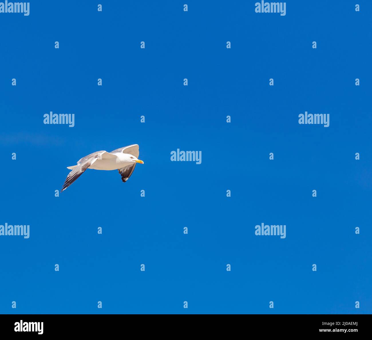 Herring gull white color, under view. Sea gull open wings flying on ...