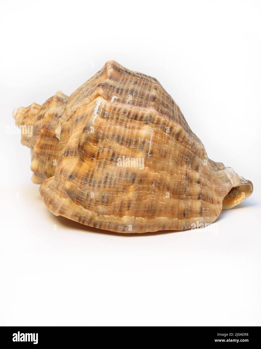 Spiral seashell Cut Out Stock Images & Pictures - Alamy