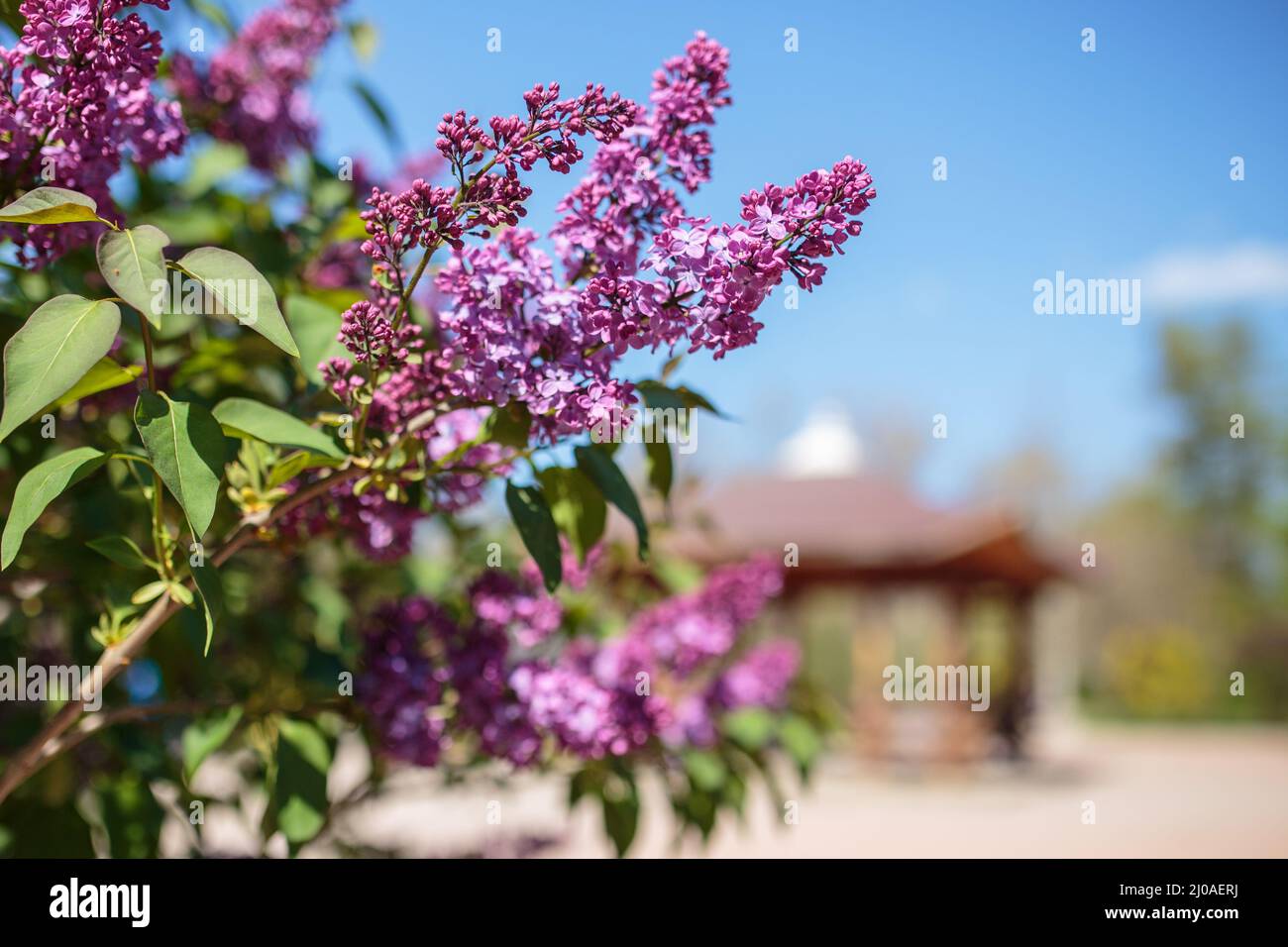 Large lilac branch blossom. Bright flowers spring lilac bush. Spring ...