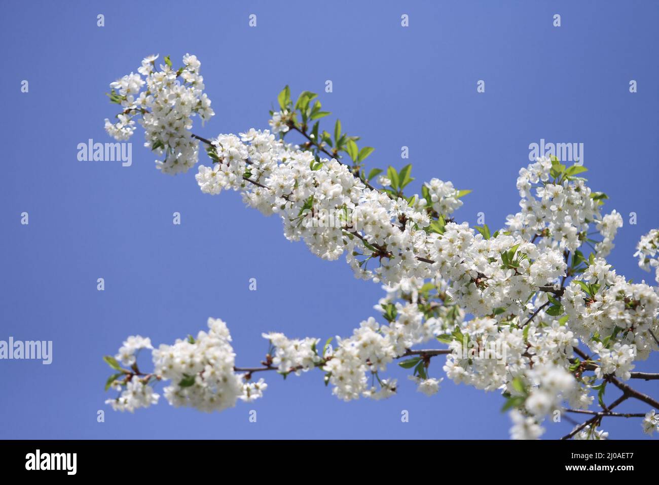 Cherry tree conservation hi-res stock photography and images - Alamy