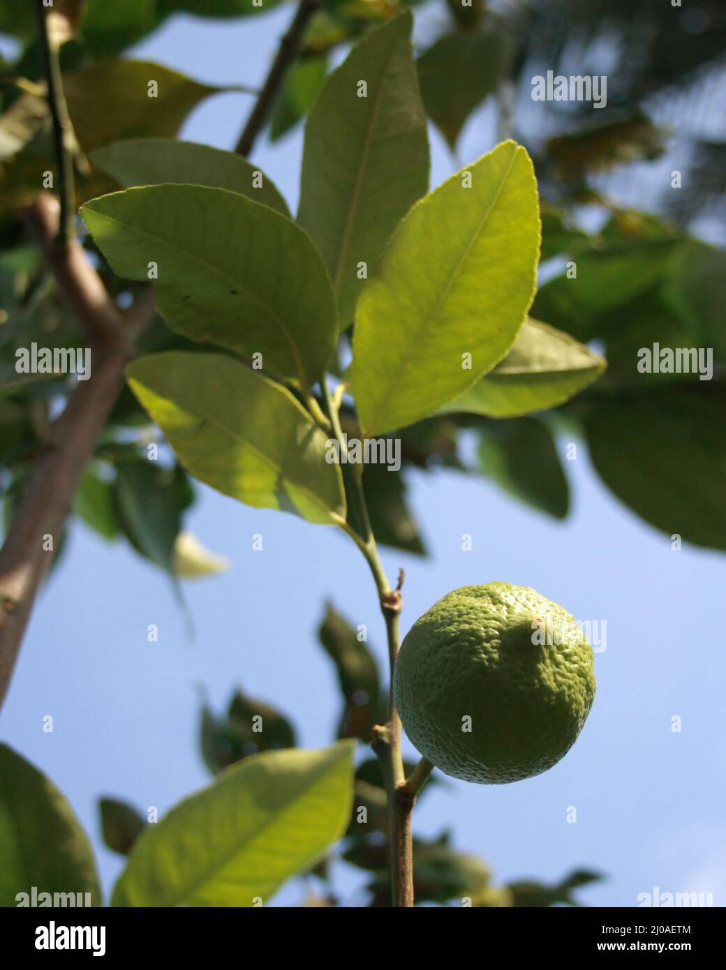 Etrog tree hi-res stock photography and images - Alamy