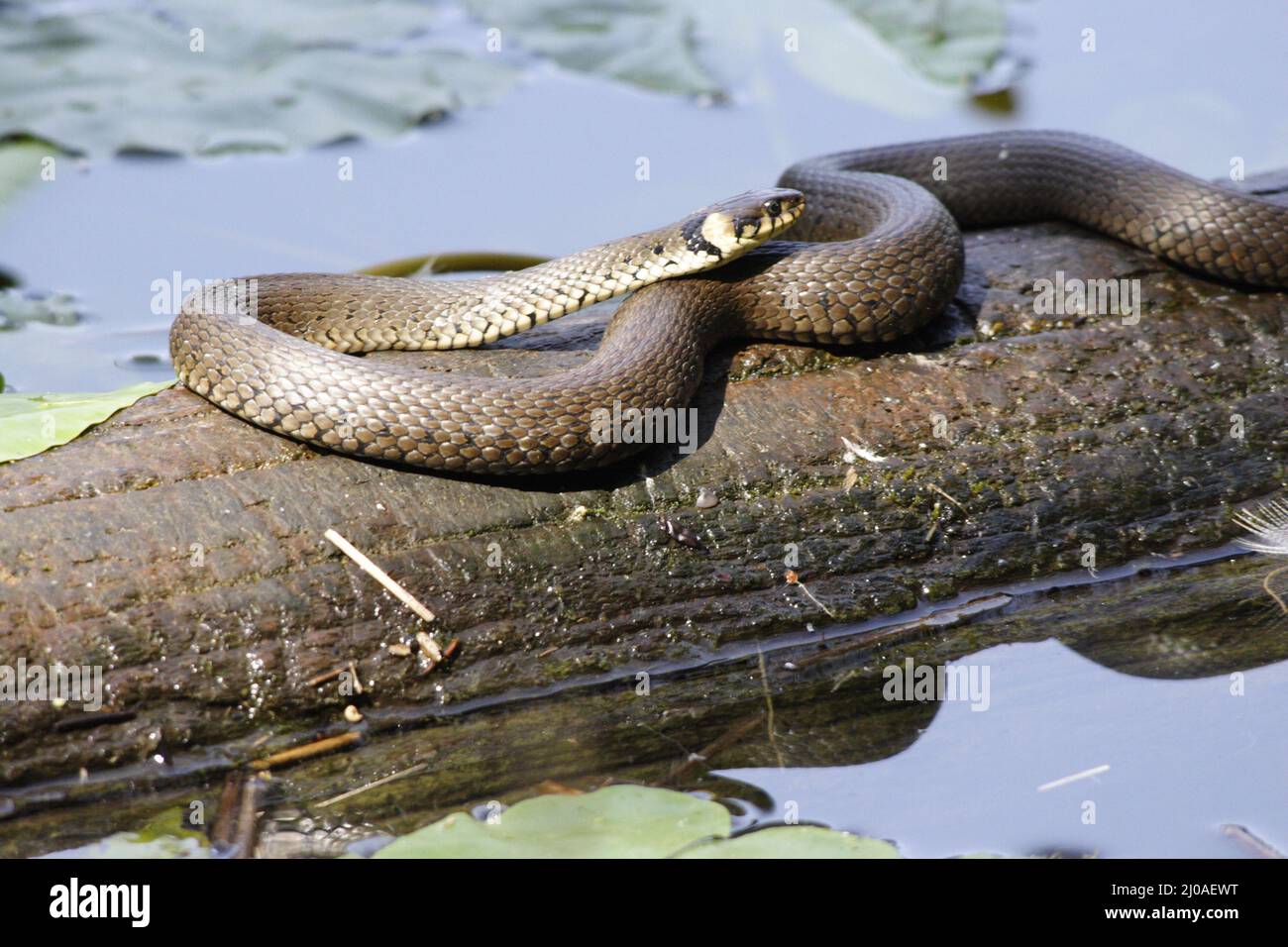 Snake bath hi-res stock photography and images - Alamy