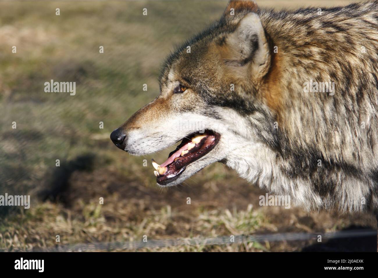 Grey wolf attack hi-res stock photography and images - Alamy