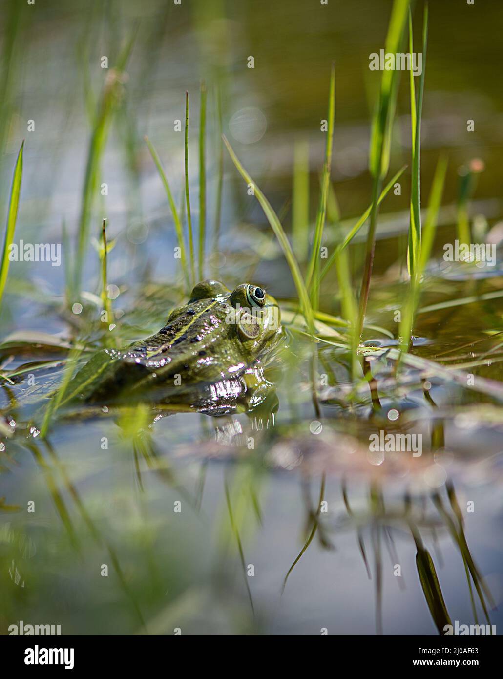 Vertical shot of a green frog on a swamp Stock Photo - Alamy