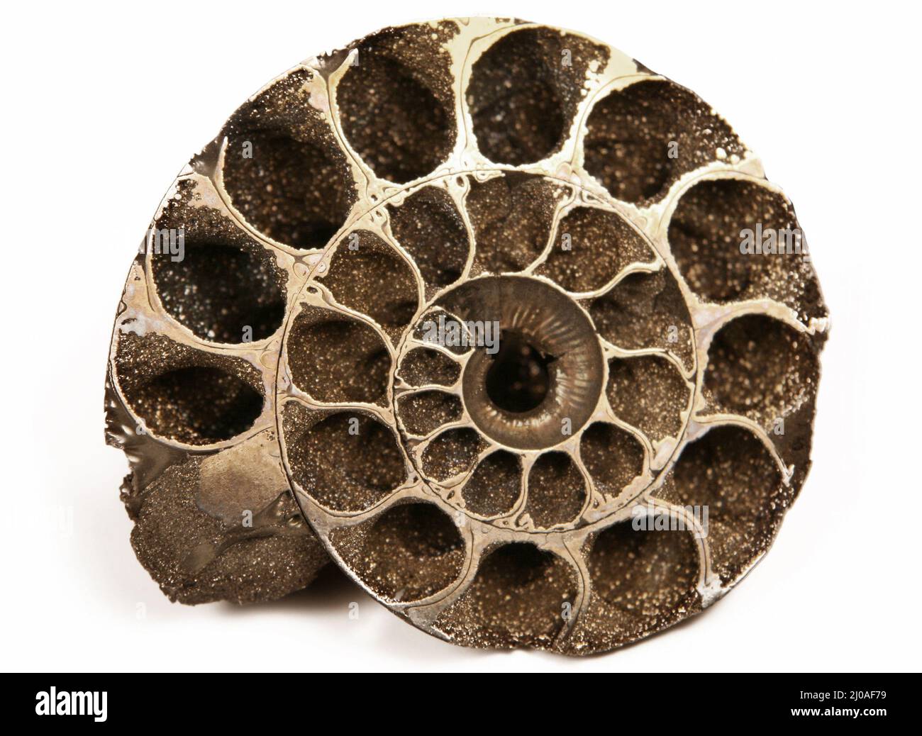 Circle Shell Fossil High Resolution Stock Photography and Images - Alamy