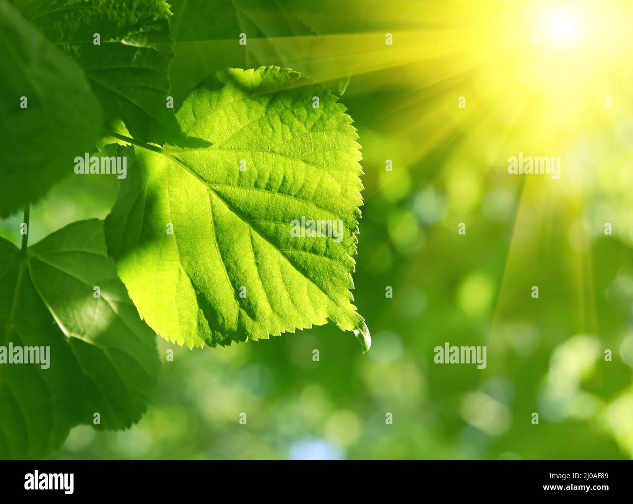 Photosynthesis leaf sun hi-res stock photography and images - Alamy