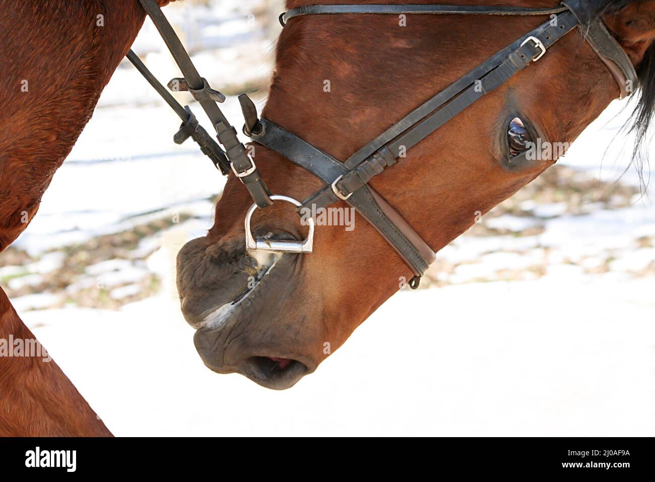 Sire horse hi-res stock photography and images - Alamy
